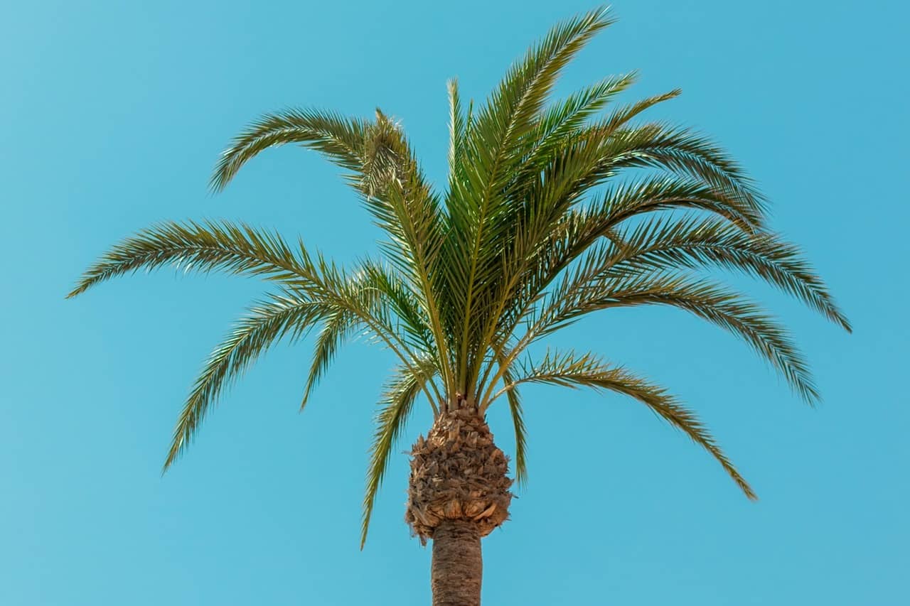 ¿Cuándo se podan las palmeras del jardín? - Guijarro Jardines