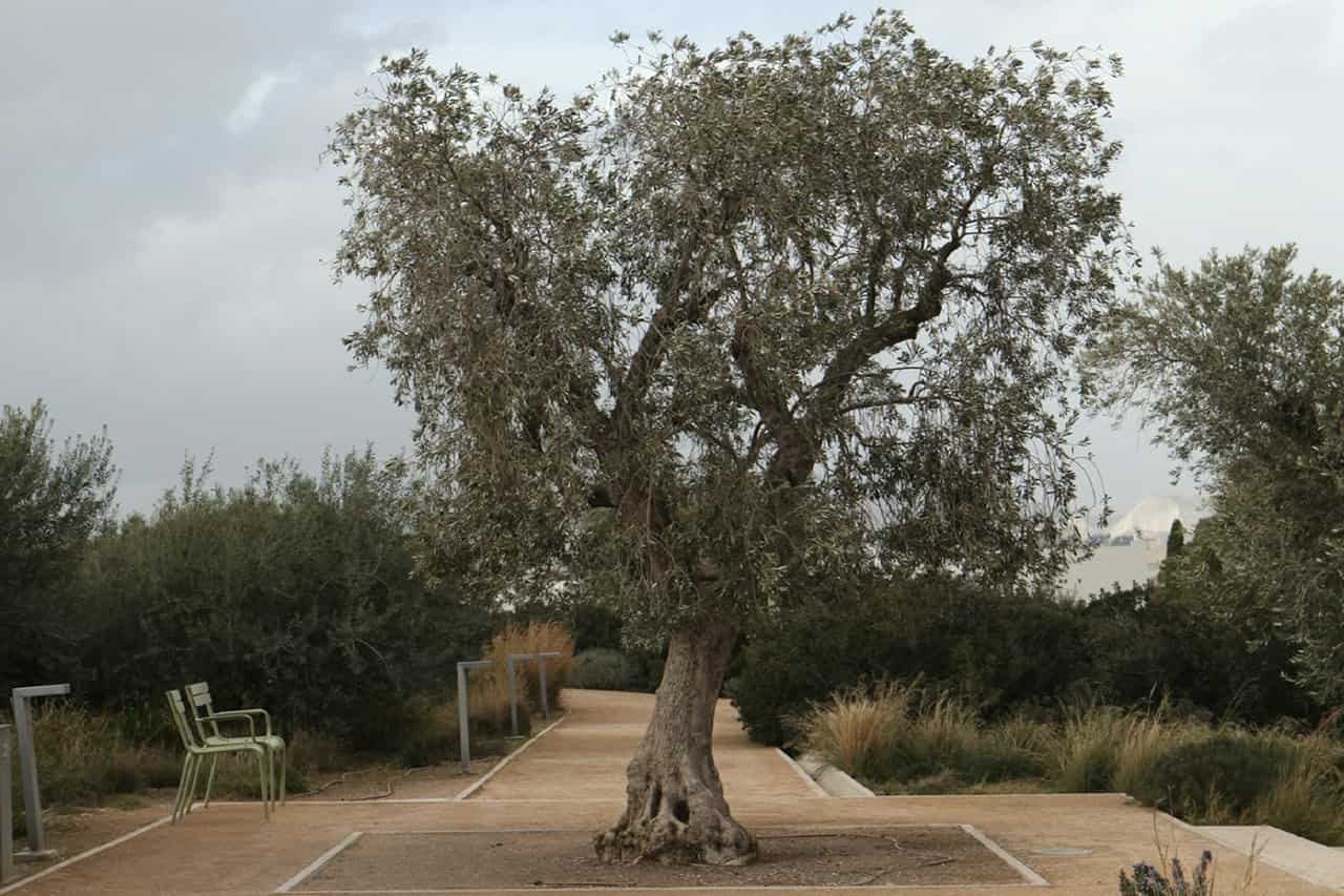 How to decorate an olive tree in your garden: creative ideas and ...