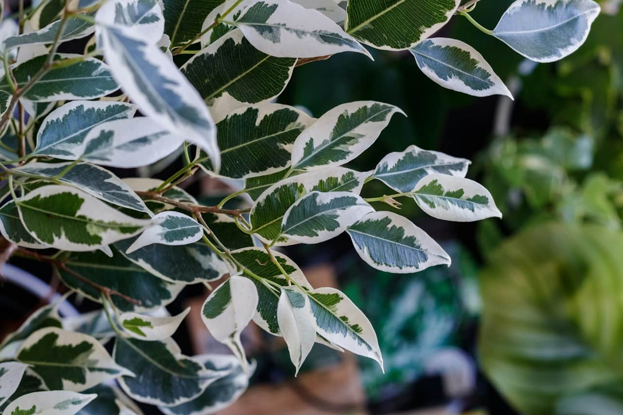 Cómo podar un ficus para controlarlo y que crezca sano - Guijarro Jardines